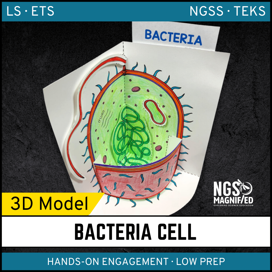 Bacteria Model – 3D | NGS Magnified