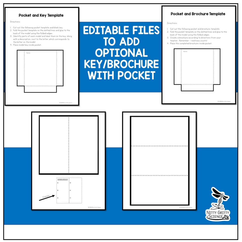 Butterfly Life Cycle Model – 3D Model | NGS Magnified