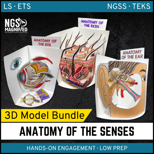 Anatomy 3D Model Bundle – Senses: Ear, Eye, and Skin | NGS Magnified