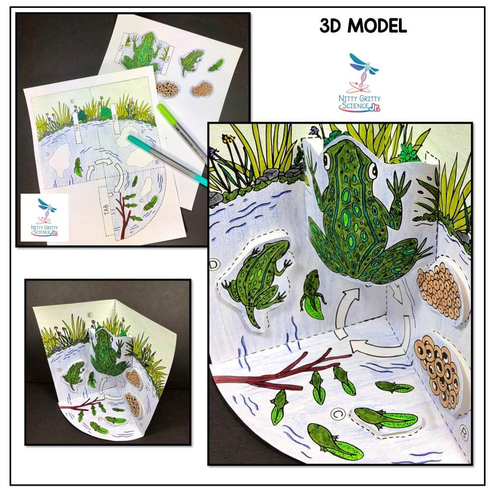 Frog Life Cycle Model – 3D Model | NGS Magnified
