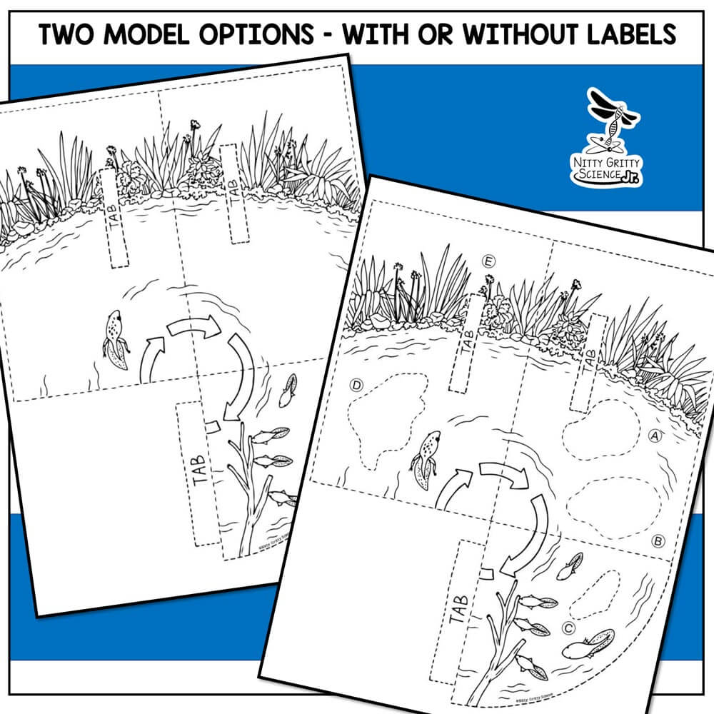 Frog Life Cycle Model – 3D Model | NGS Magnified