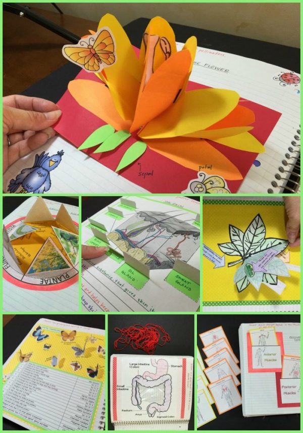 Middle School Life Science Curriculum Full Year NGSS Bundle | NGS Magnified