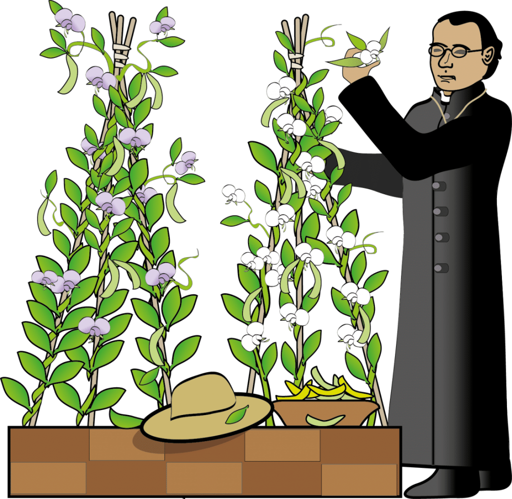 Section 1: The Work of Gregor Mendel | NGS Magnified