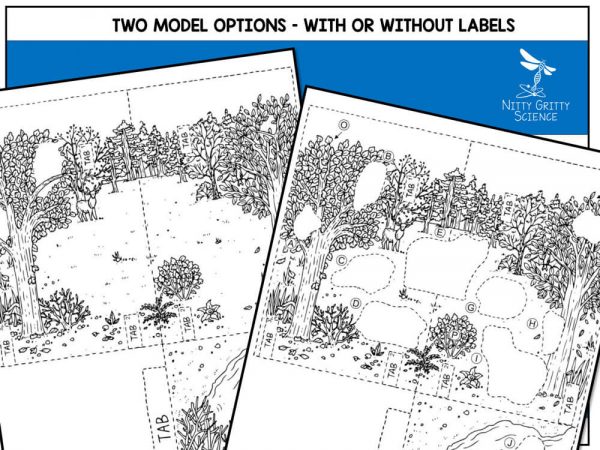 Rainforest Biome Model – 3D Model – Biome Project | NGS Magnified