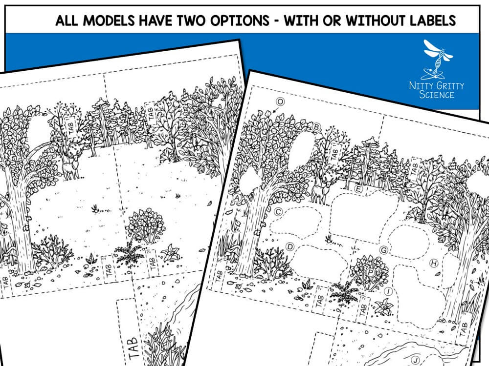 Savannah Biome Model – 3D Model – Biome Project | NGS Magnified