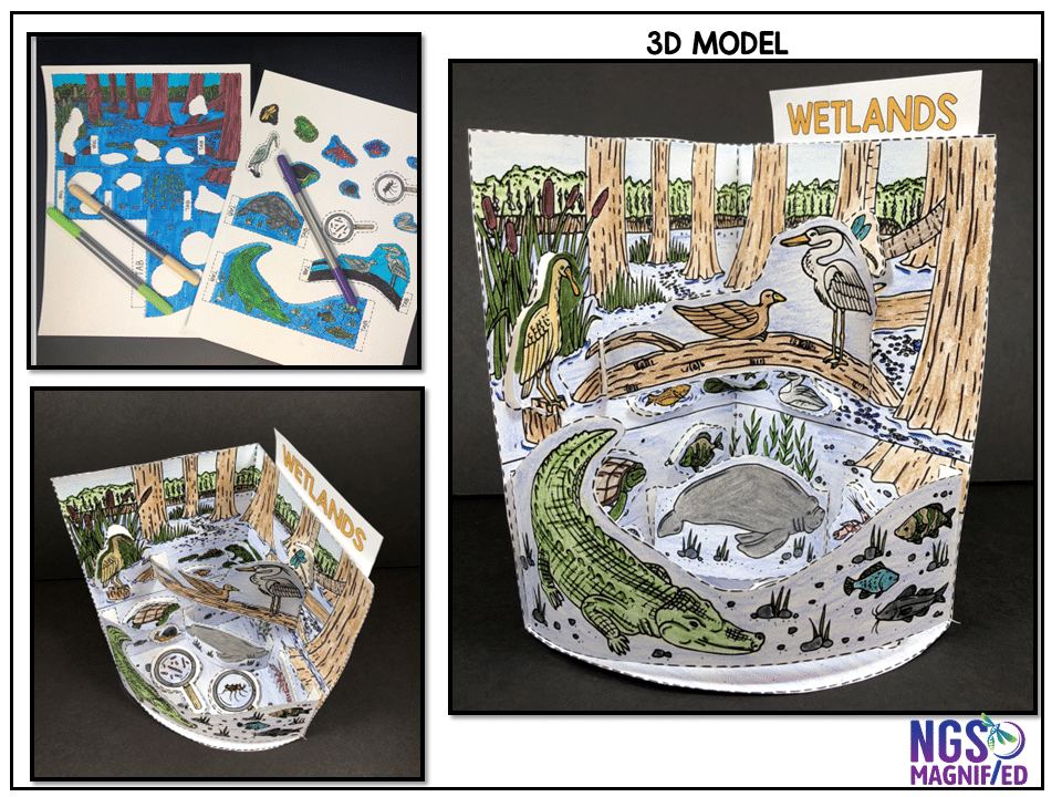 Wetlands Biome Model – 3D Model – Biome Project | NGS Magnified