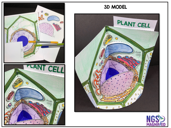 Plant Cell – 3D Model | NGS Magnified
