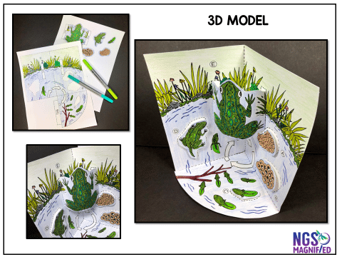 Frog Life Cycle Model – 3D Model | NGS Magnified