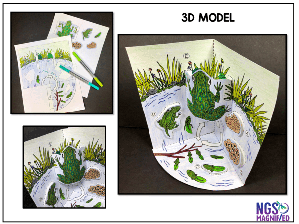 Frog Life Cycle Model – 3D Model | NGS Magnified
