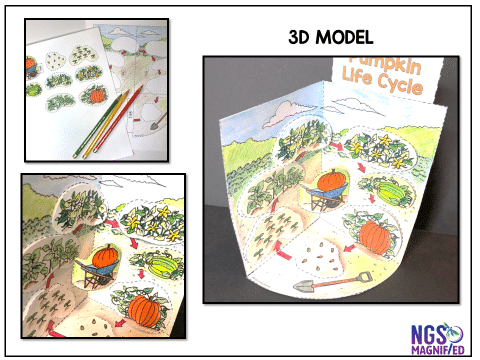 Pumpkin Life Cycle – 3D Model – October Science | NGS Magnified
