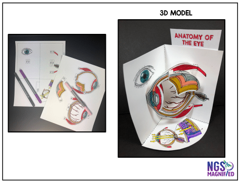 Eye Anatomy Model – 3D | NGS Magnified