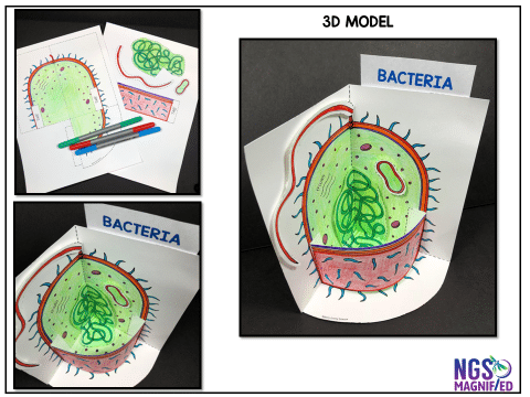 Bacteria Model – 3D | NGS Magnified