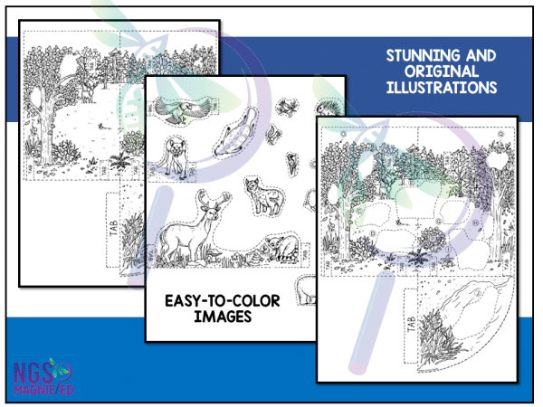 Deciduous Forest Biome Model – 3D Model – Biome Project | NGS Magnified