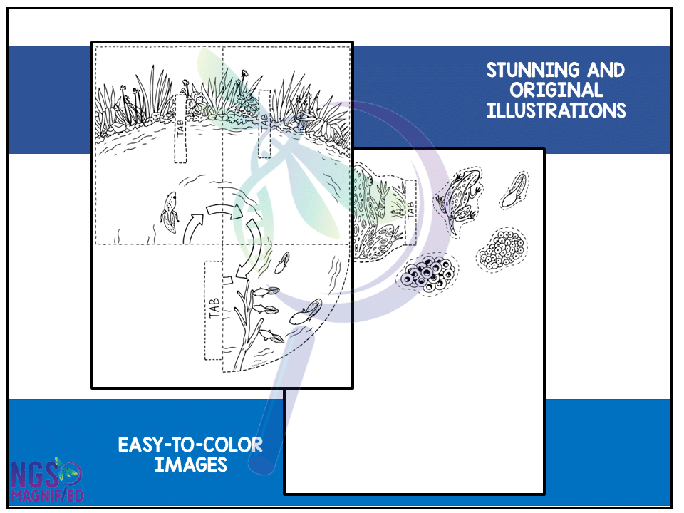 Frog Life Cycle Model – 3D Model | NGS Magnified