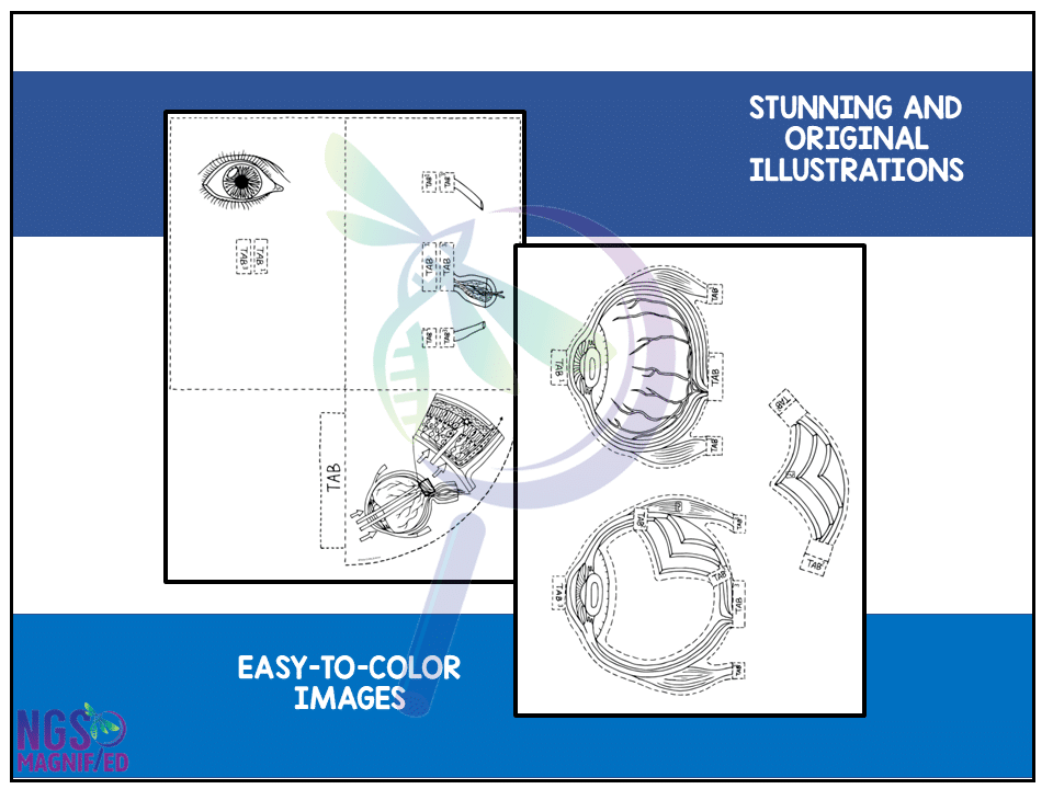 Eye Anatomy Model – 3D | NGS Magnified
