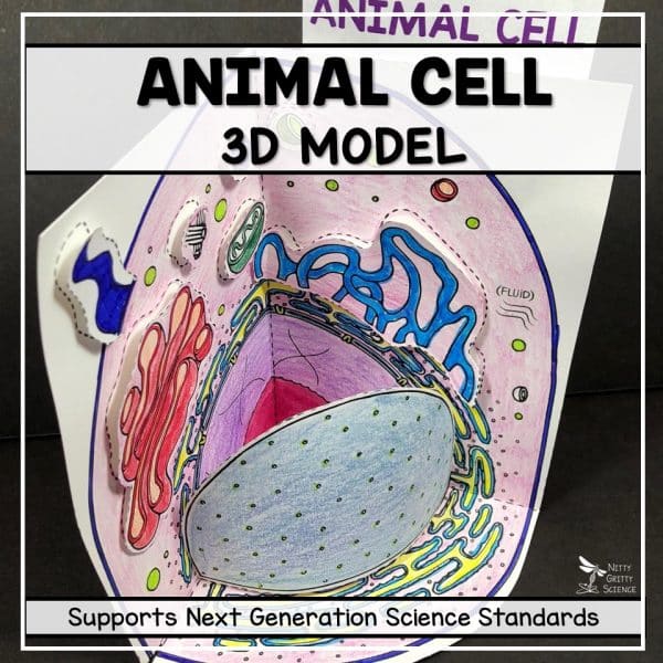 Animal Cell – 3D Model | NGS Magnified