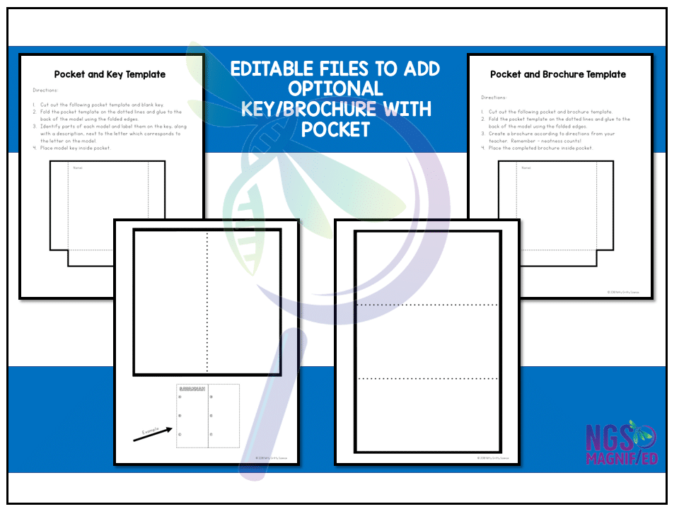 Frog Life Cycle Model – 3D Model | NGS Magnified