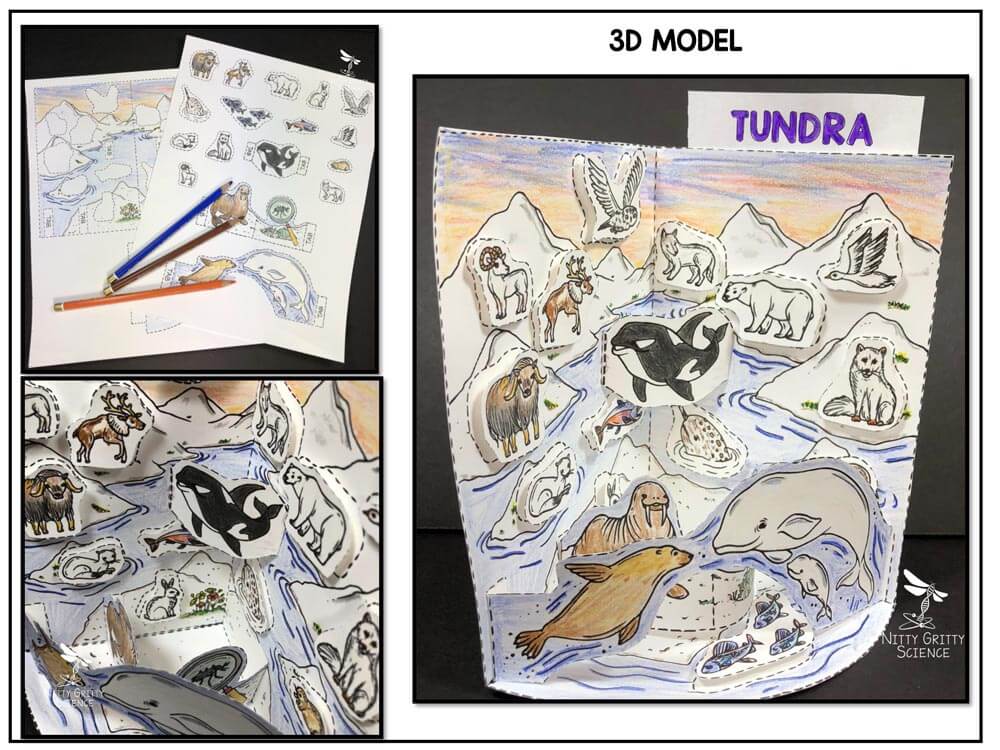 Tundra Biome Model – 3D Model – Biome Project | NGS Magnified