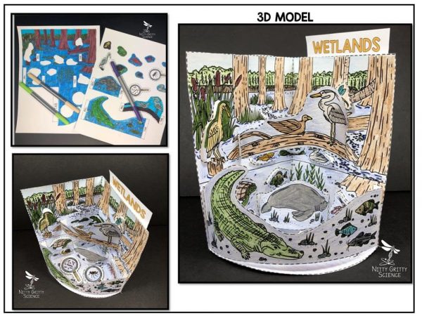 Wetland Biome Model – 3D Model – Biome Project | NGS Magnified