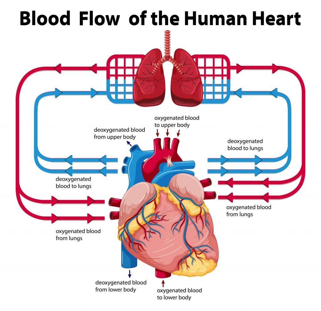 Section 3: The Cardiovascular System | NGS Magnified