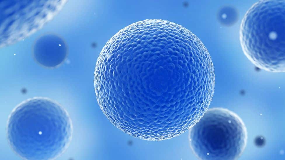 Section 3: Eukaryotic Cell Structure | NGS Magnified