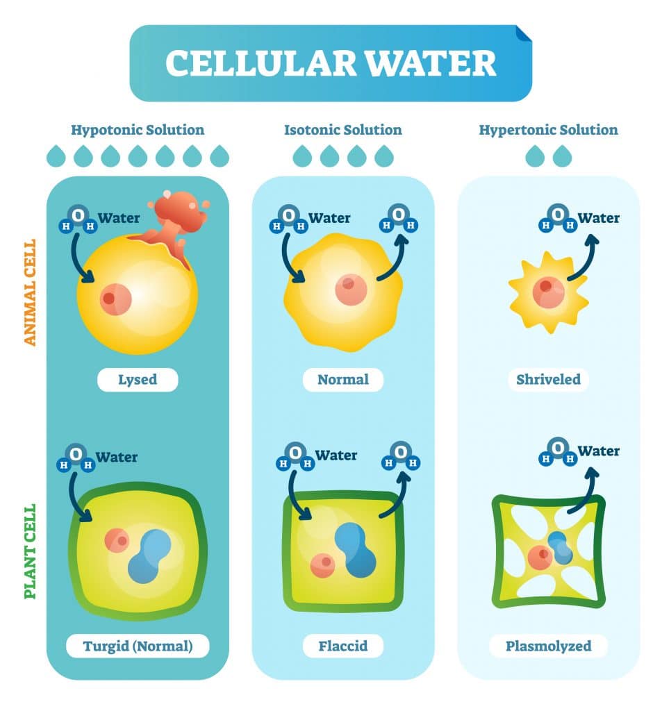 Section 5: Cellular Transport | NGS Magnified