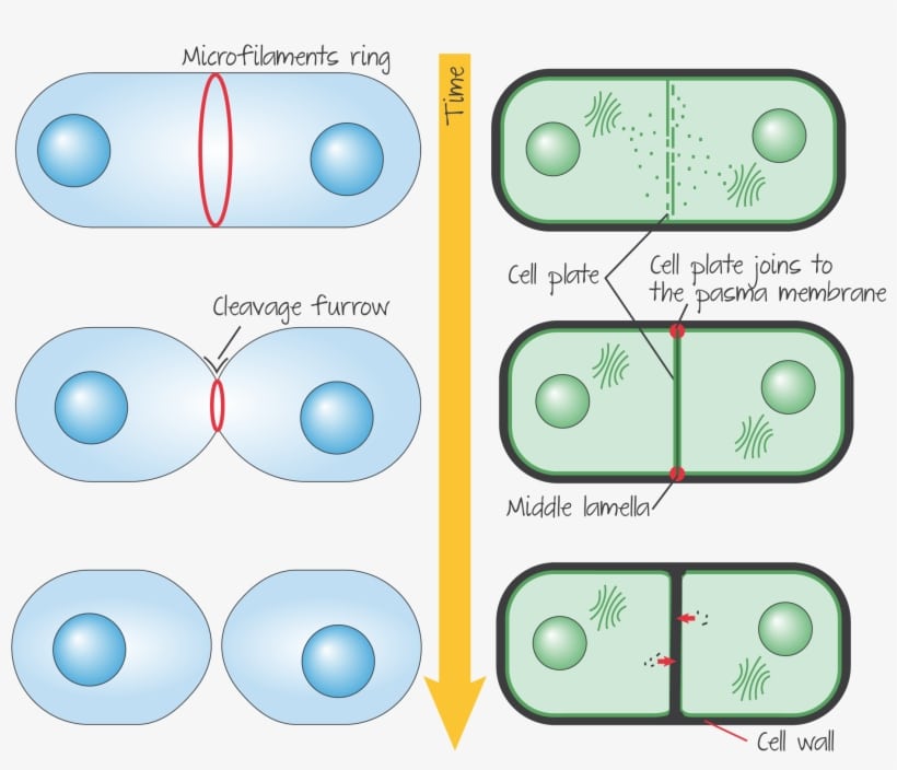 Section 3: Cell Cycle | NGS Magnified