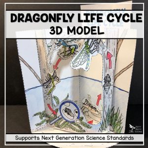 Life Cycle 3D Models | NGS Magnified