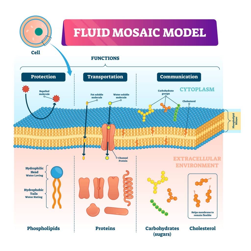 Section 2: The Plasma Membrane | NGS Magnified