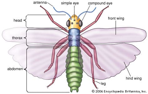 Section 5: Insects | NGS Magnified