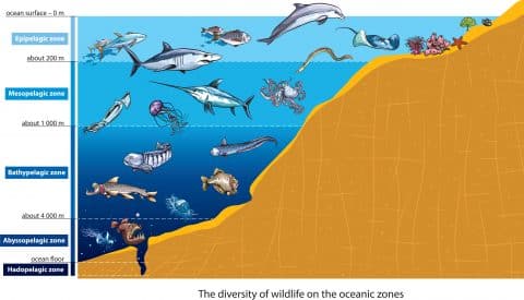 Section 3: Compositions & Characteristics of Oceans | NGS Magnified