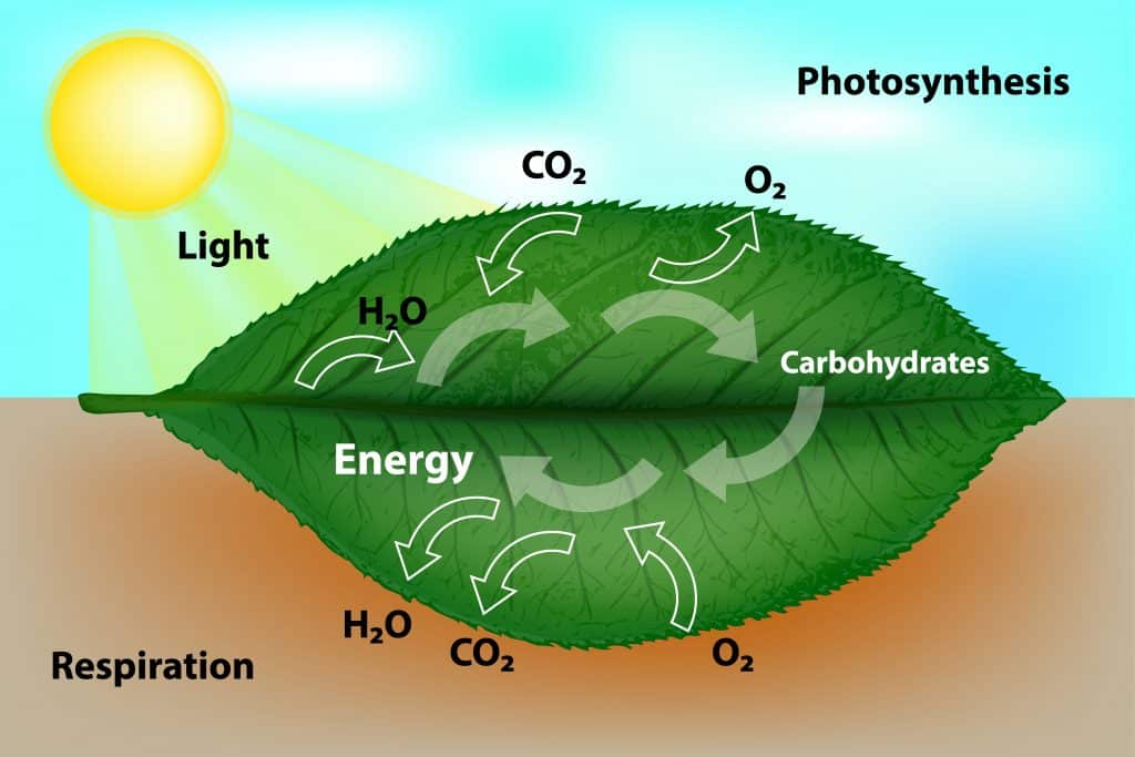 Section 2: Cellular Respiration | NGS Magnified