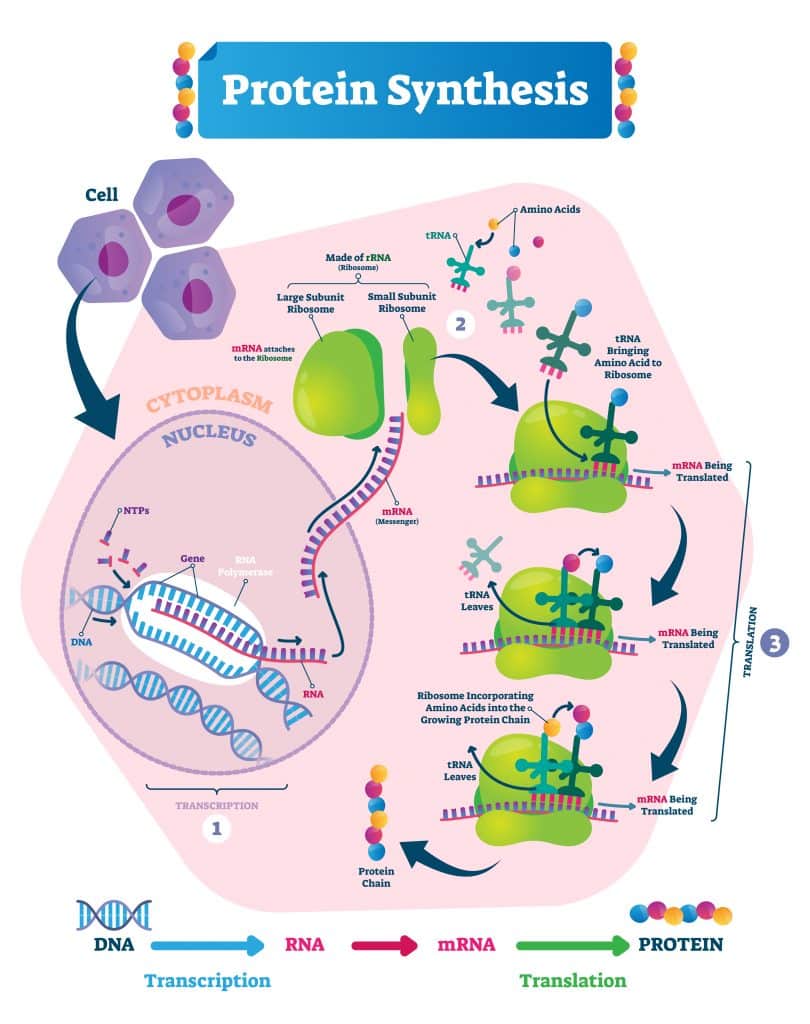 Section 2: The Genetic Code | NGS Magnified