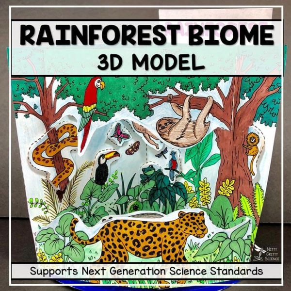 Rainforest Biome Model – 3D Model – Biome Project | NGS Magnified