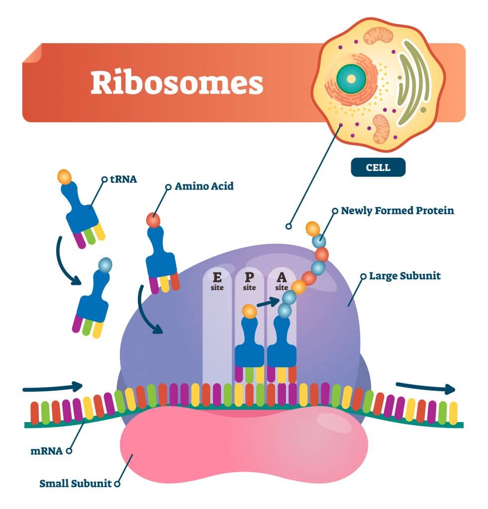 Section 2: The Genetic Code | NGS Magnified