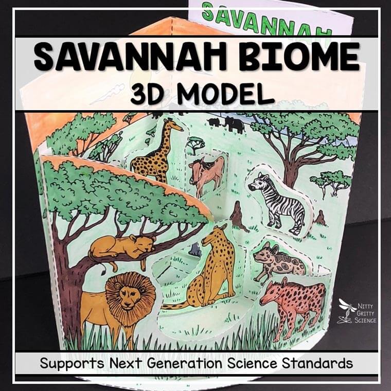 Savannah Biome Model – 3D Model – Biome Project | NGS Magnified